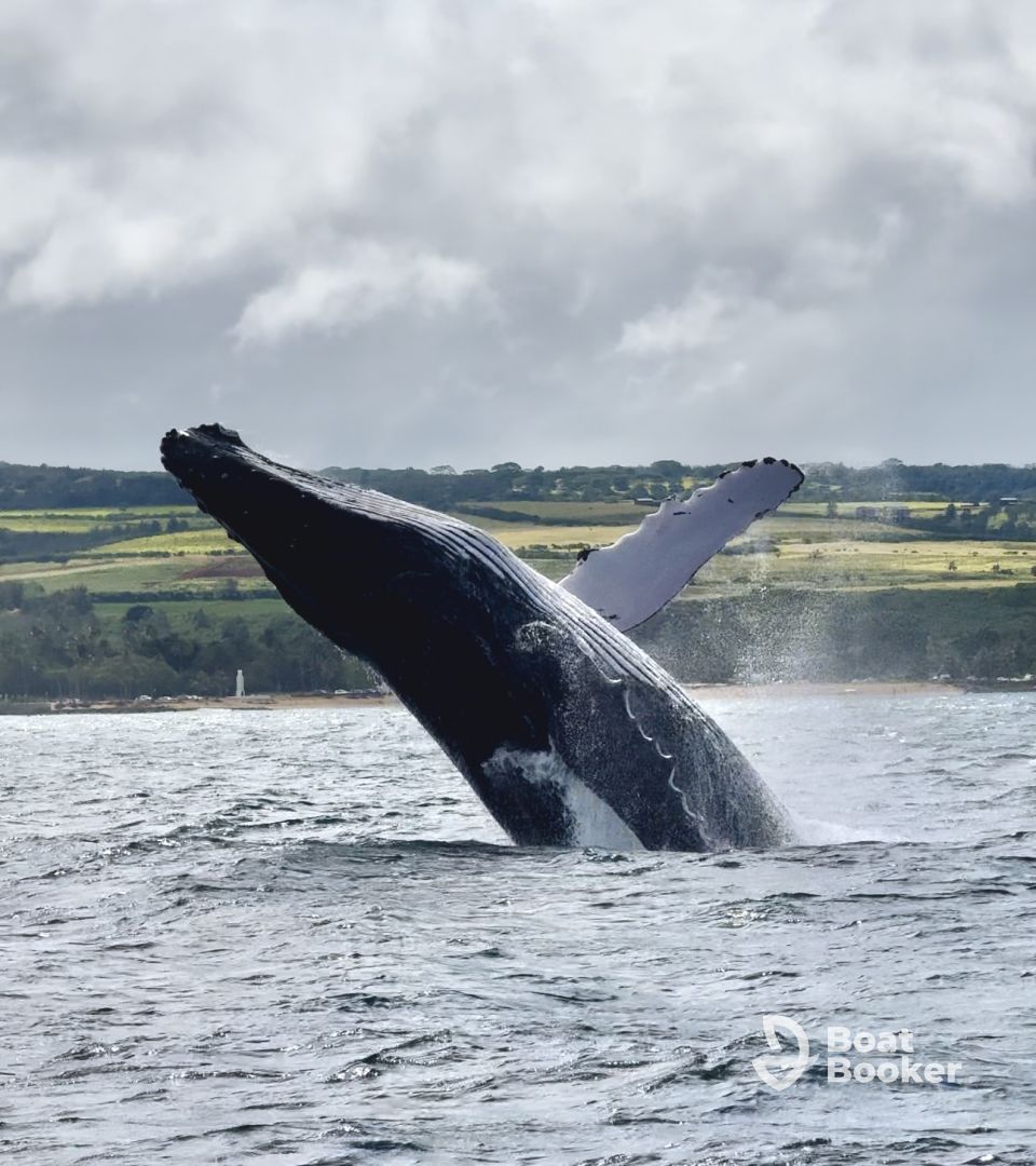 Bob Marlin Charters – Whale Watching Tour - Updated 2026 Prices